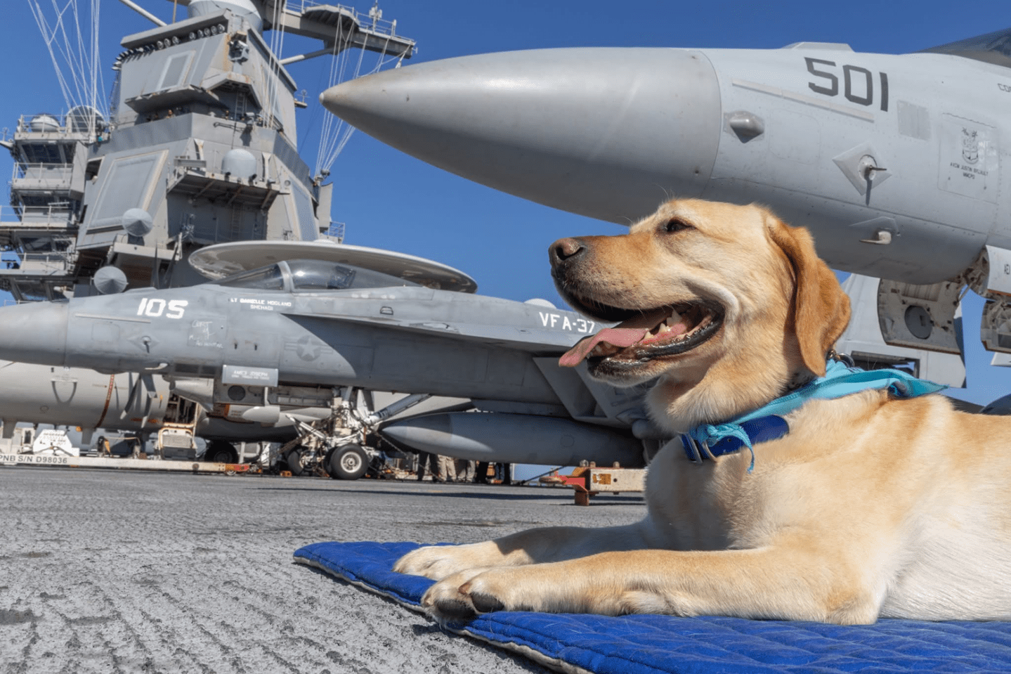 The Four-Legged Shipmate Boosting Morale Aboard USS Gerald R. Ford ...